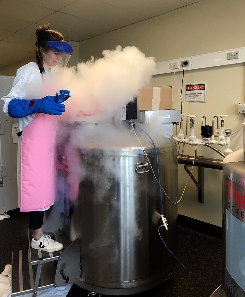 Immune Cells That Remember Inflammation Could Offer Treatment Targets ... Immune Cells That Remember Inflammation Could Offer Treatment Targets ...